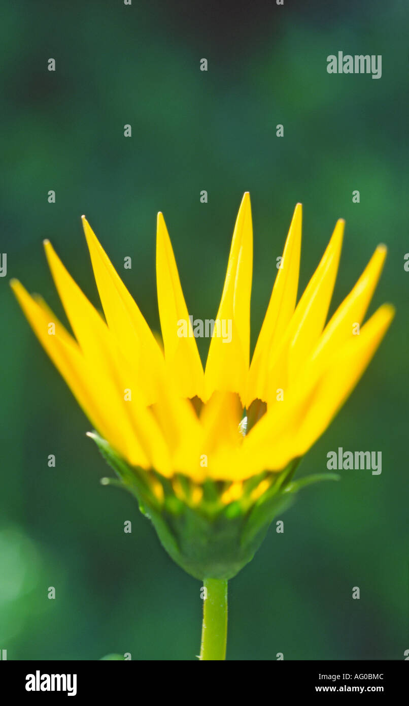 Flower with pointed petals hi-res stock photography and images - Alamy