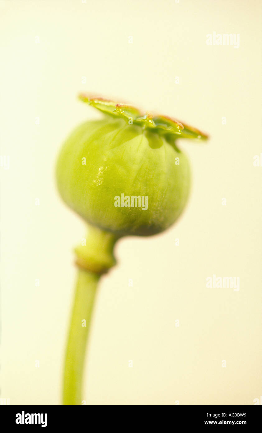 Single Opium Poppy "Seed Head Stock Photo - Alamy