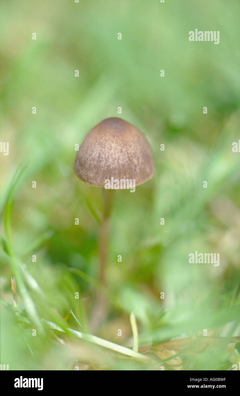 Small Toadstool Growing in Lawn Stock Photo - Alamy
