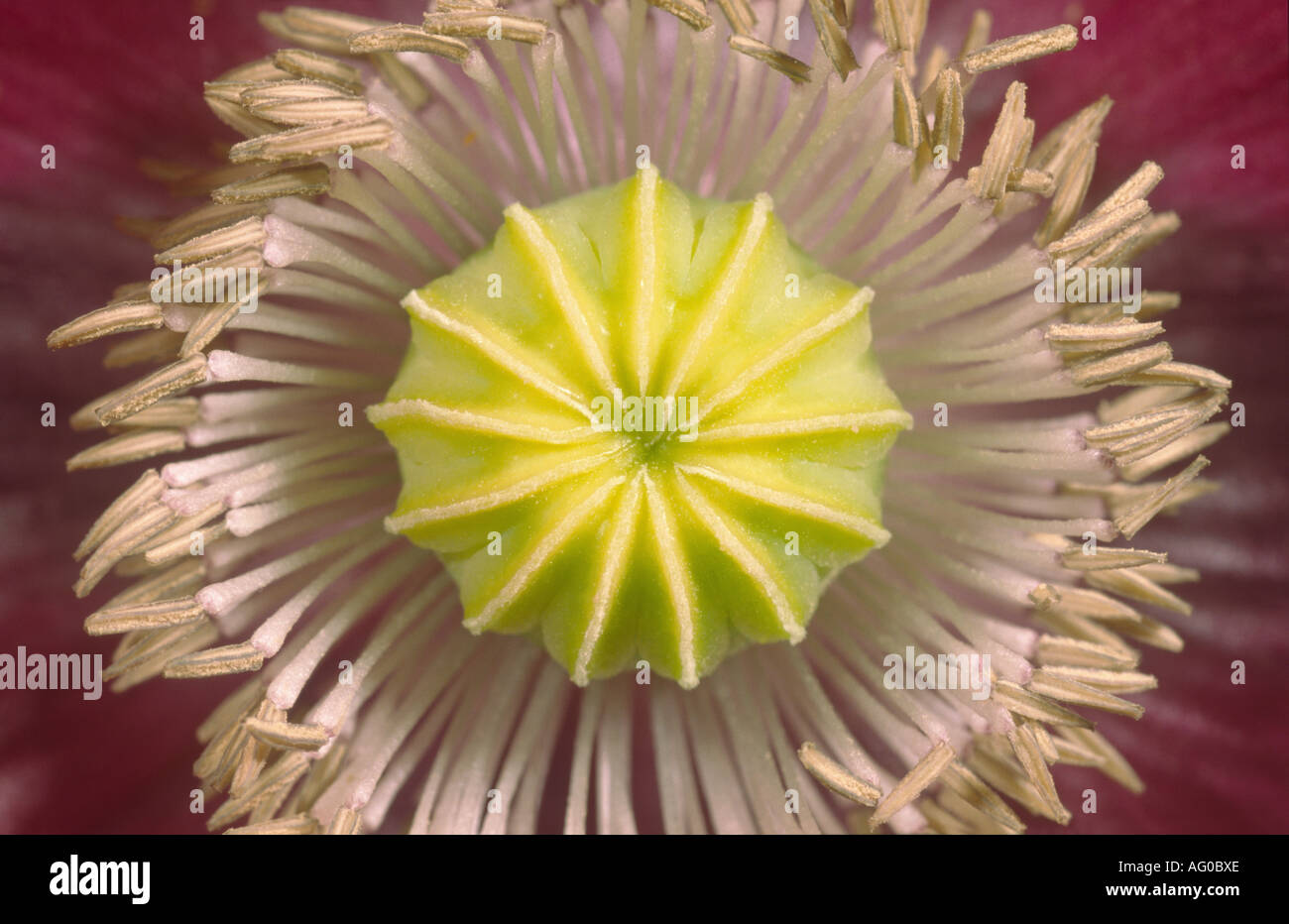 "Opium Poppy" Flower Internal Detail Stock Photo - Alamy