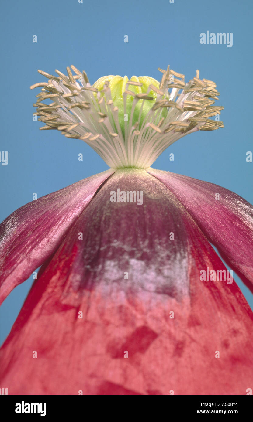 "Opium Poppy" Flower Detail Stock Photo - Alamy