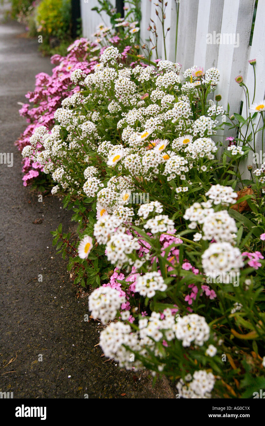 English Flower Border and White Picket Fence, Suffolk, UK Stock Photo ...