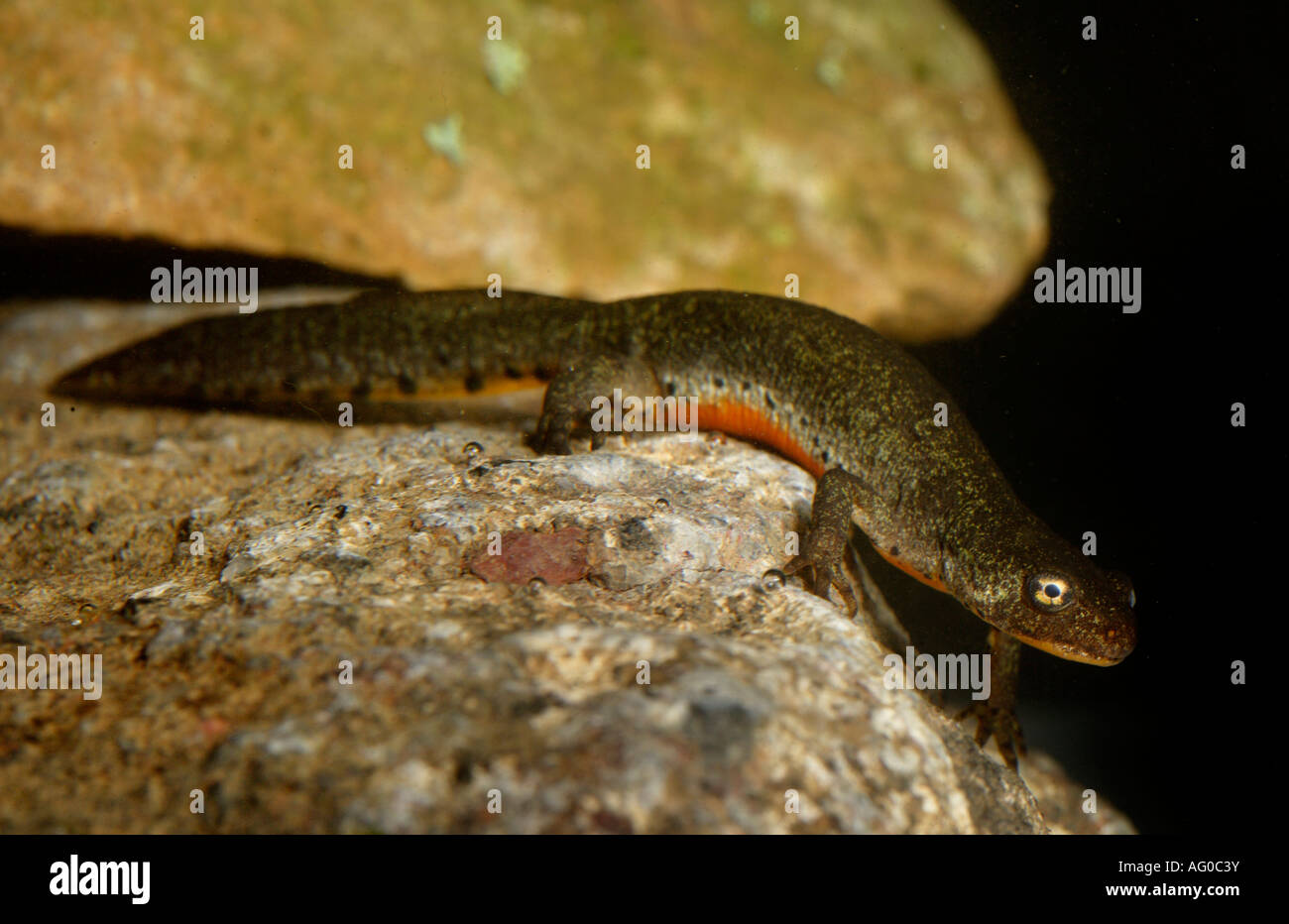 Male Alpine newt Triturus alpestris on stone by alpine rock pool Picos ...