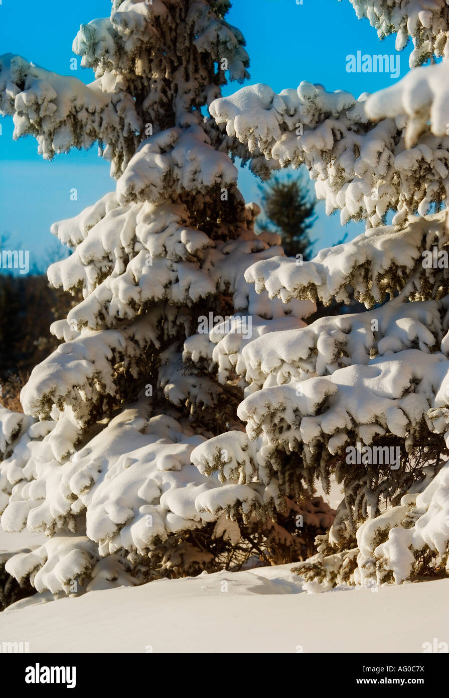 Evergreen trees laden with fresh snow Stock Photo - Alamy
