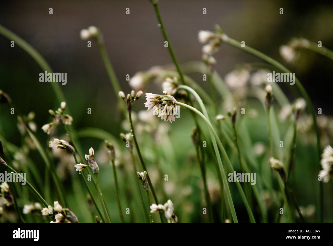 close-up of a gress stems Stock Photo - Alamy