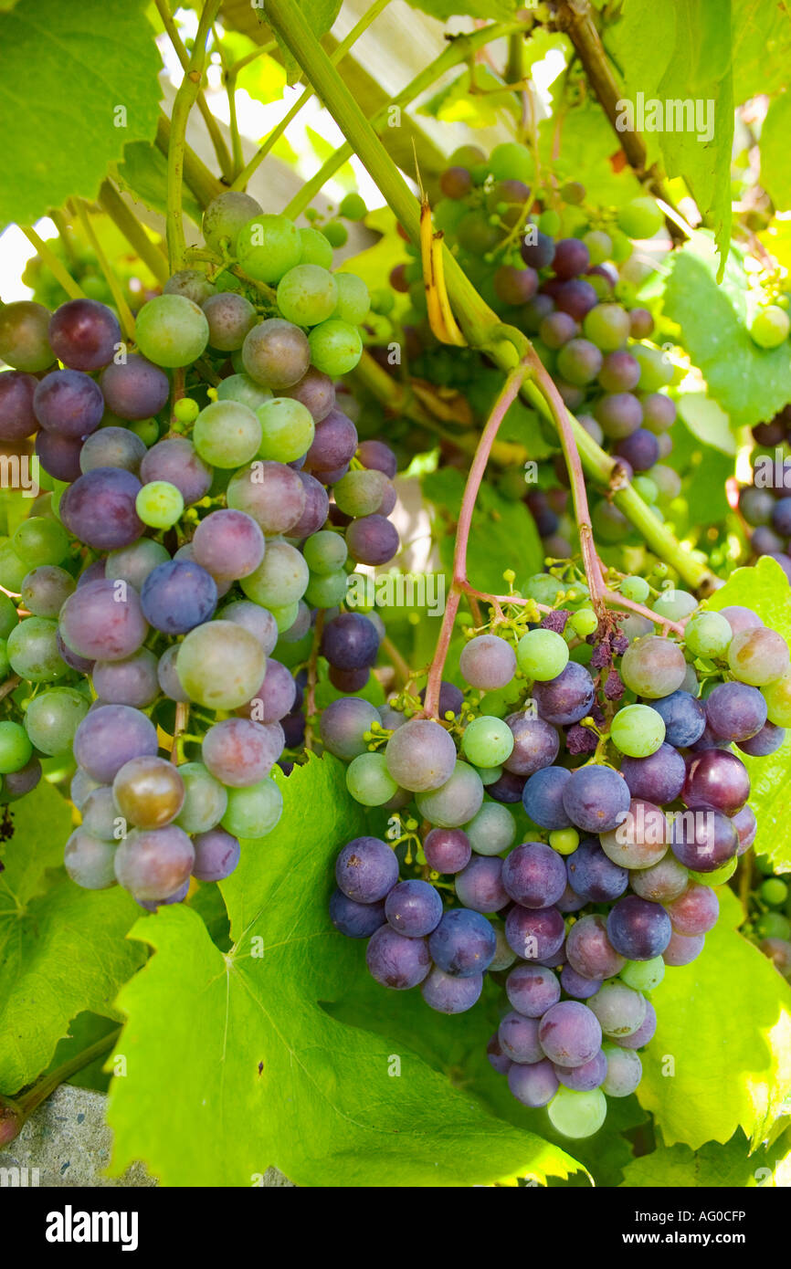 Red and green grapes ready for picking at a vineyard Stock Photo - Alamy