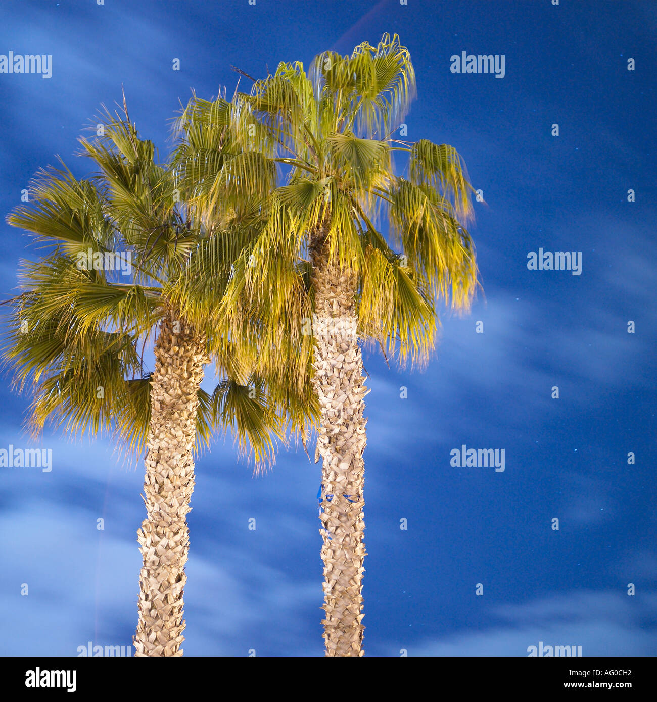 Palm Trees At Night Photos at Sandra Wells blog