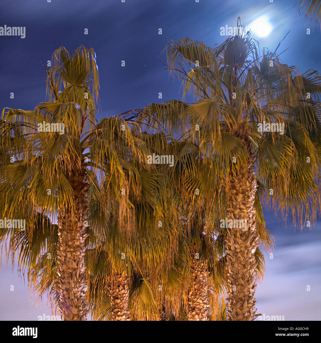 Palm Trees At Night Photos at Sandra Wells blog