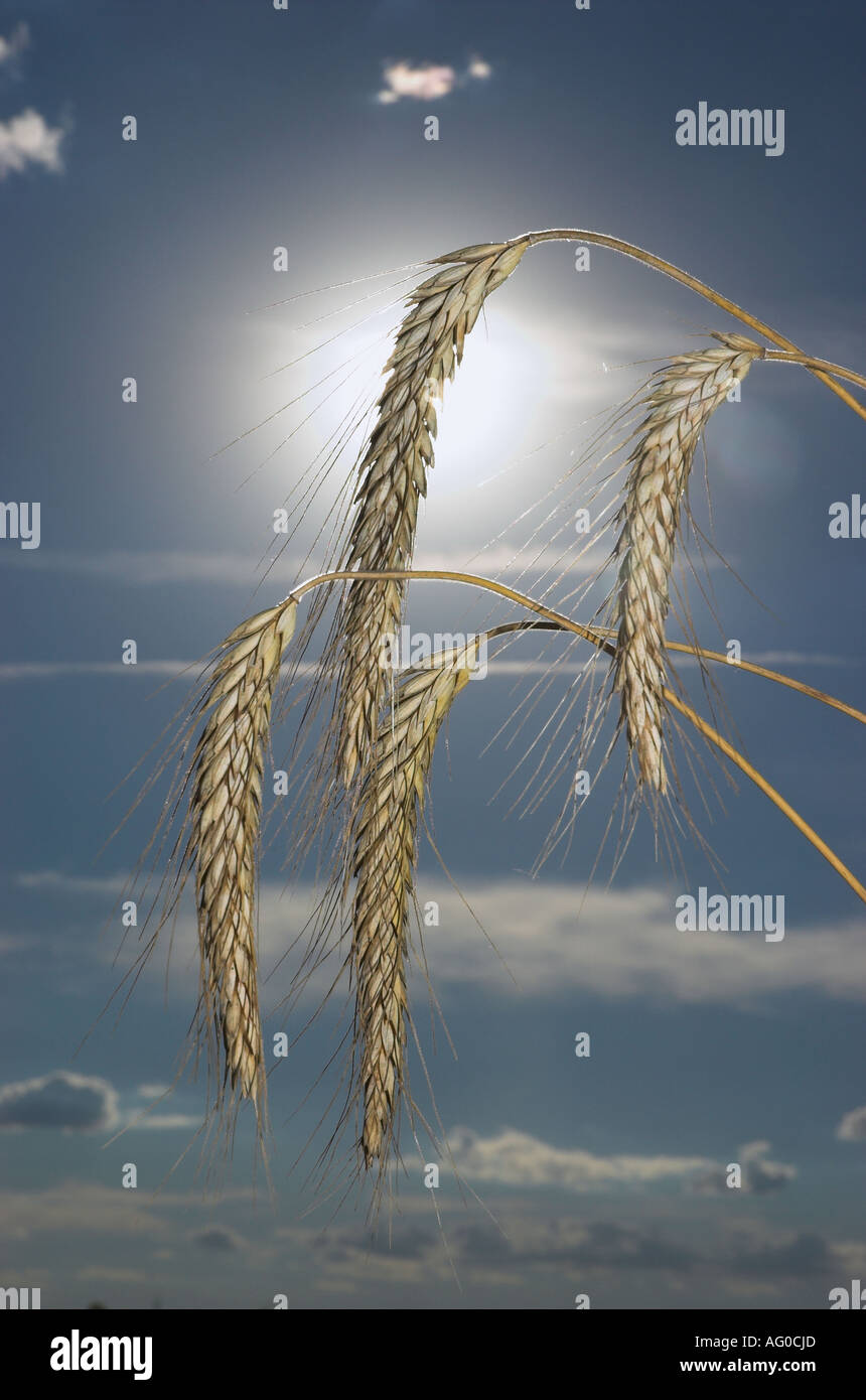 Crop sun blue sky hi-res stock photography and images - Alamy