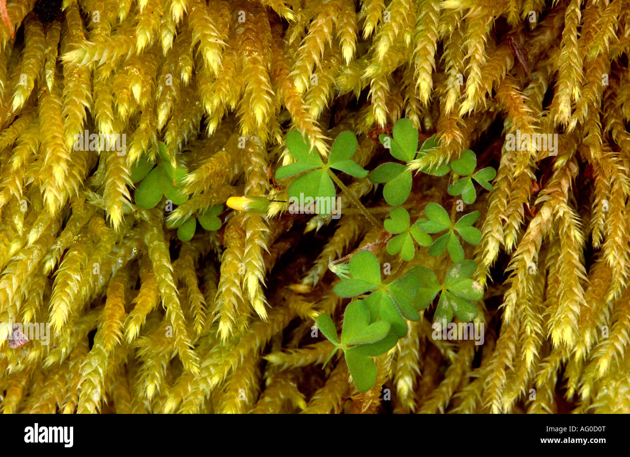 Moss and native oxalis leaves Stock Photo - Alamy