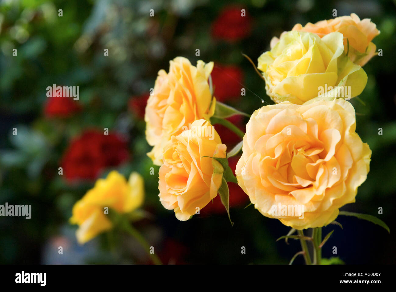 5 leaf yellow flower hi-res stock photography and images - Alamy