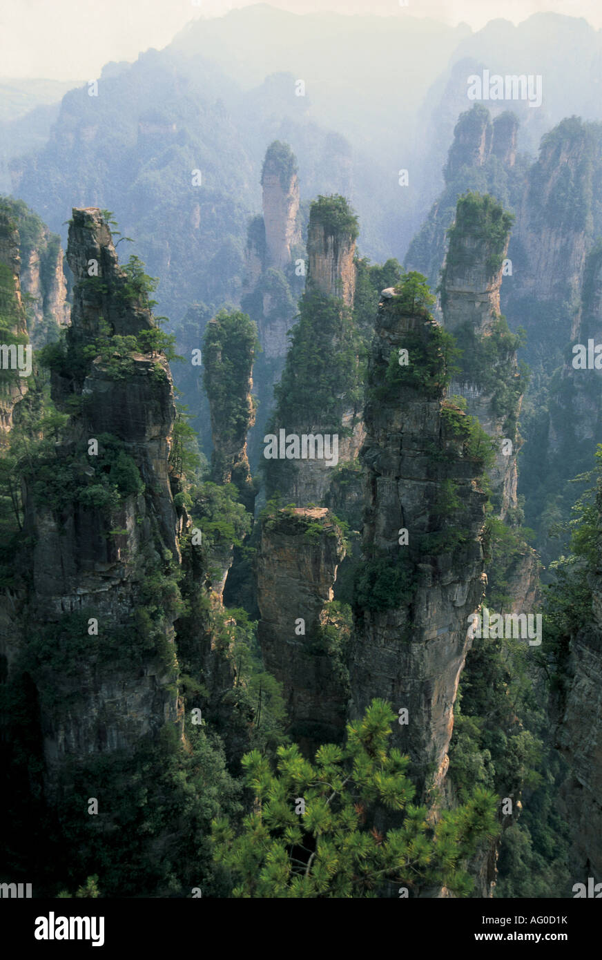Sandstone Pillars in Wulingyuan Scenic Area Stock Photo - Alamy