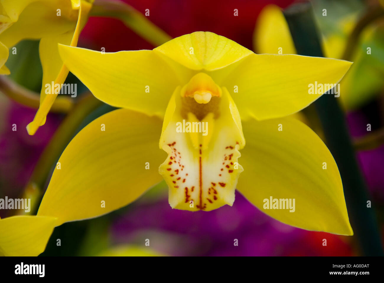 Orchid plant in flower hi-res stock photography and images - Alamy