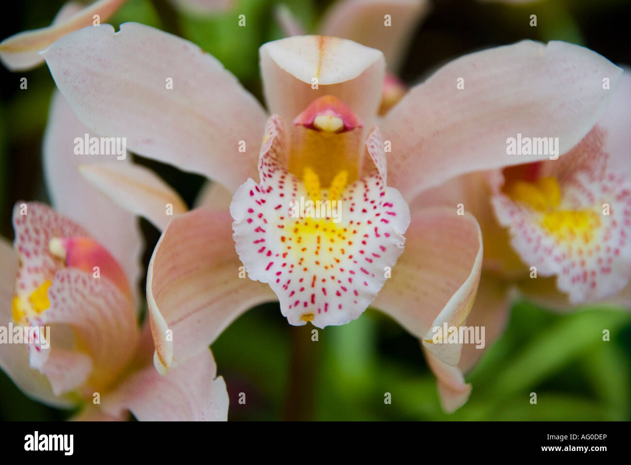 Pink flowering orchid hi-res stock photography and images - Alamy