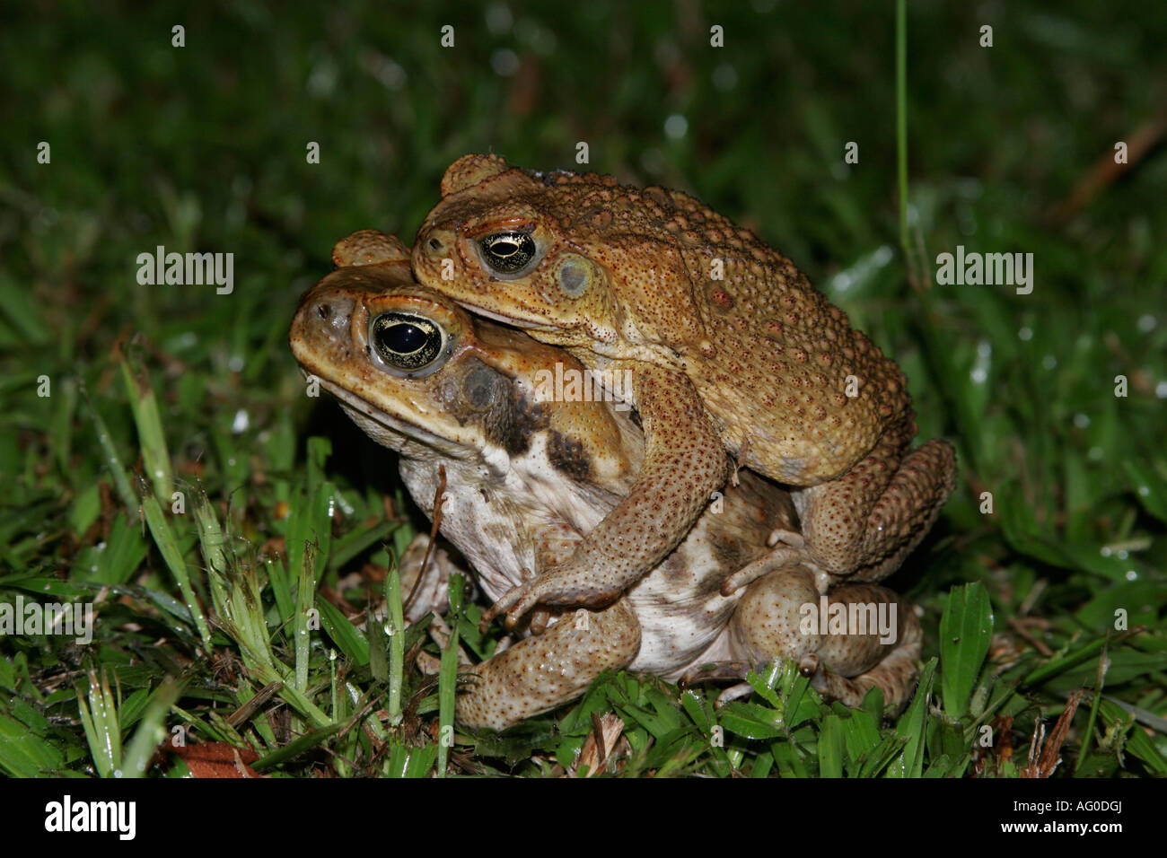 cane toad pair Stock Photo - Alamy