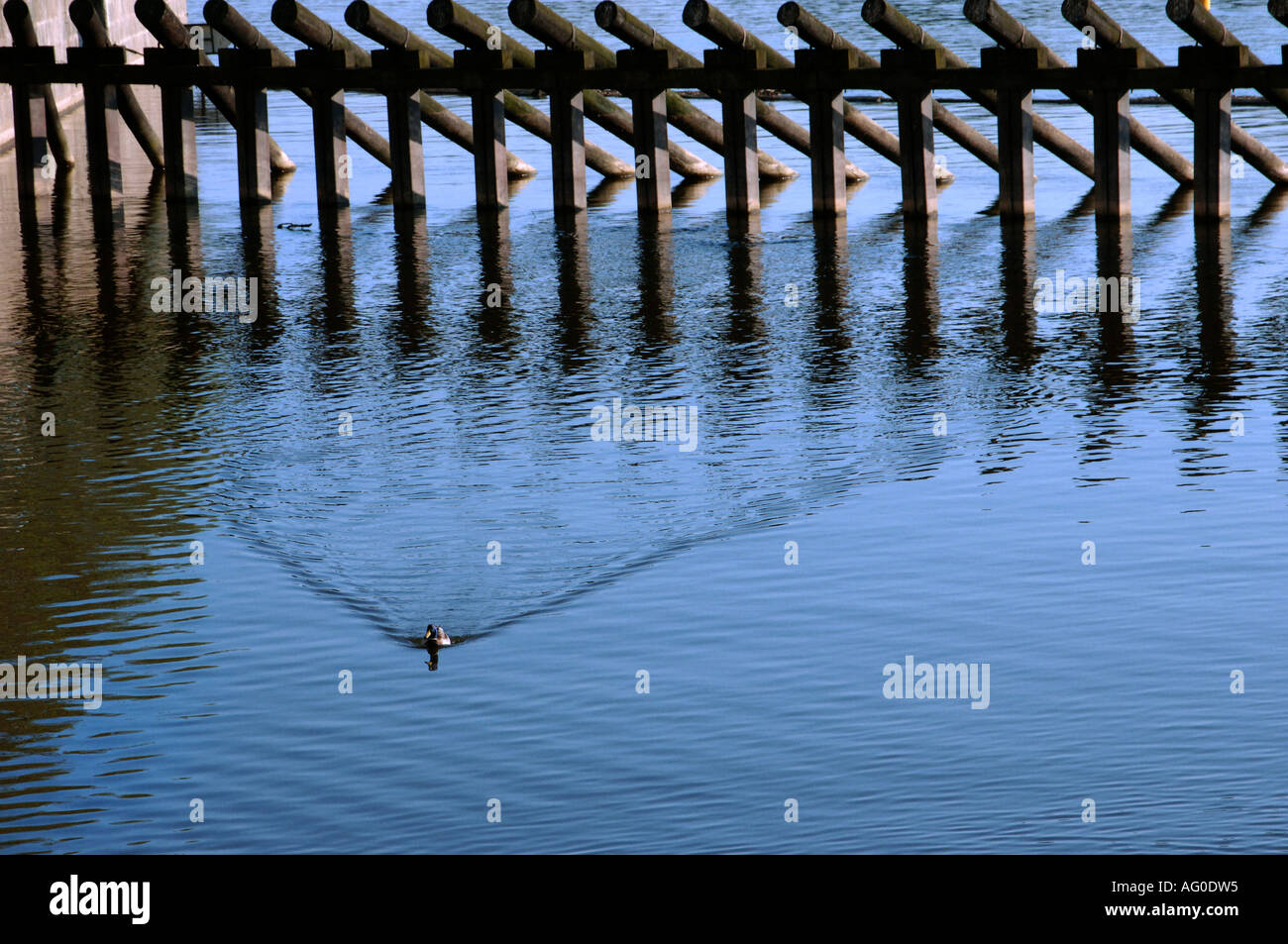 A duck makes ripples on the water on the Vltava river Prague Stock ...