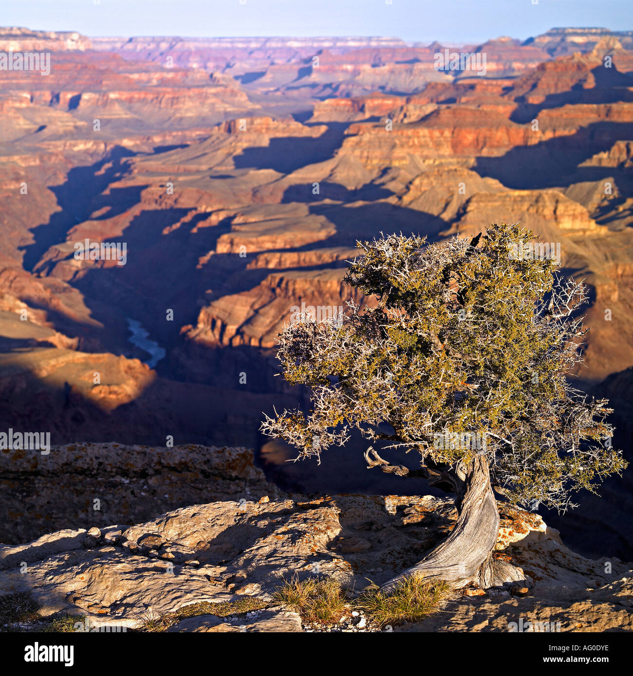 Little tree on top of Grand Canyon cliff Stock Photo - Alamy