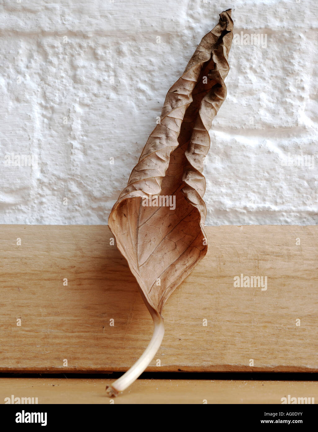 Closeup of a rustic, wrinkled dead leaf Stock Photo - Alamy