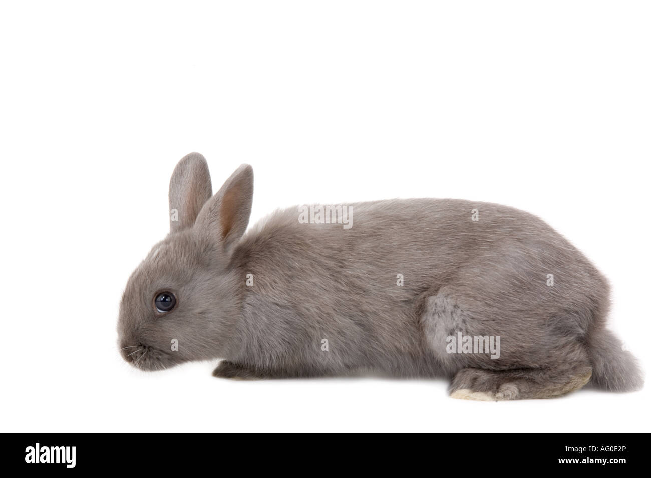 grey bunny lying down on a white background Stock Photo - Alamy