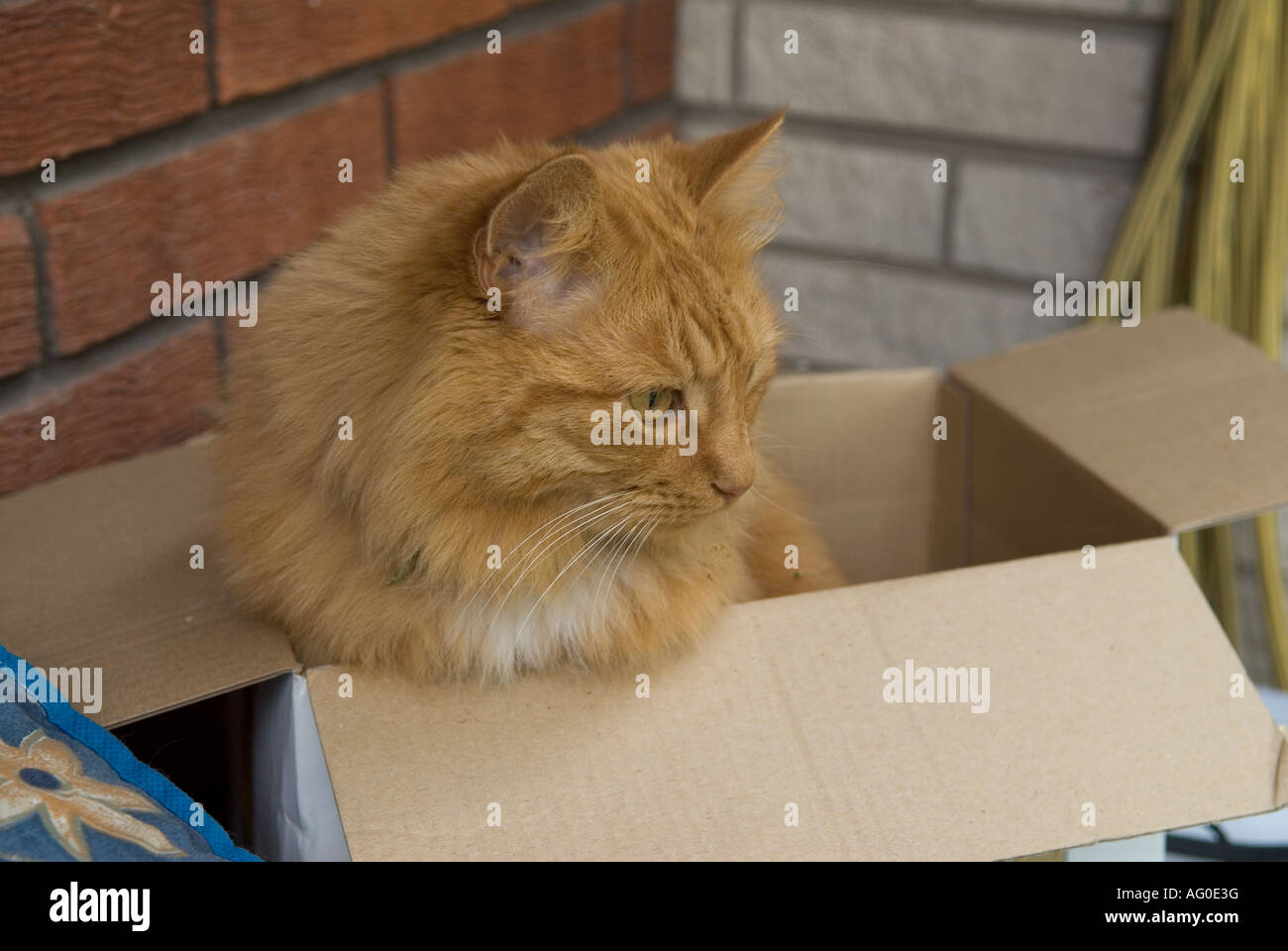 Cat in a box Stock Photo - Alamy