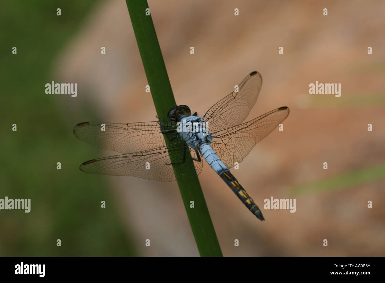 Blue dragonfly hi-res stock photography and images - Alamy