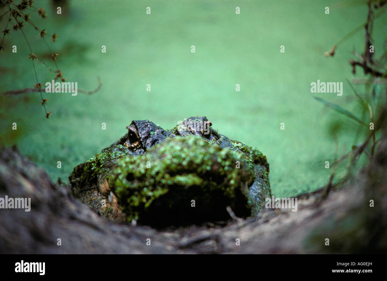 American Alligator; Alligator mississppiensis; resting in florida swamp ...