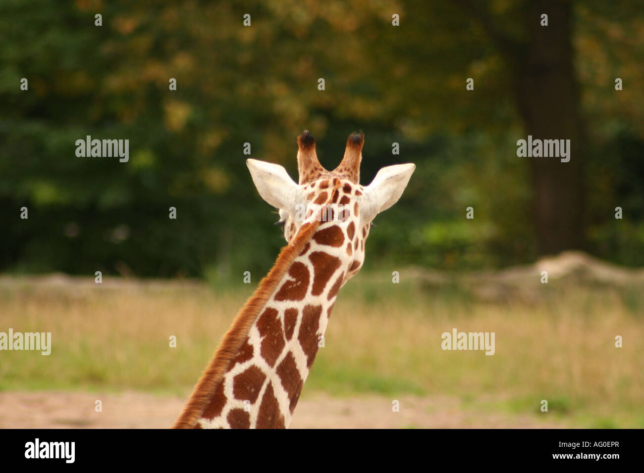 The back of a young giraffe’s head and neck Stock Photo - Alamy