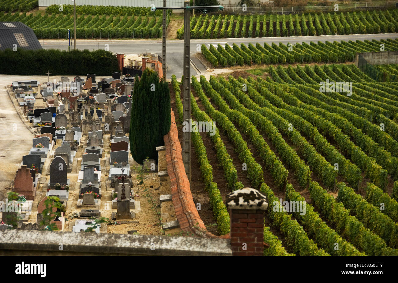 champagne vineyards and cemetery side by side at avize near epernay ...