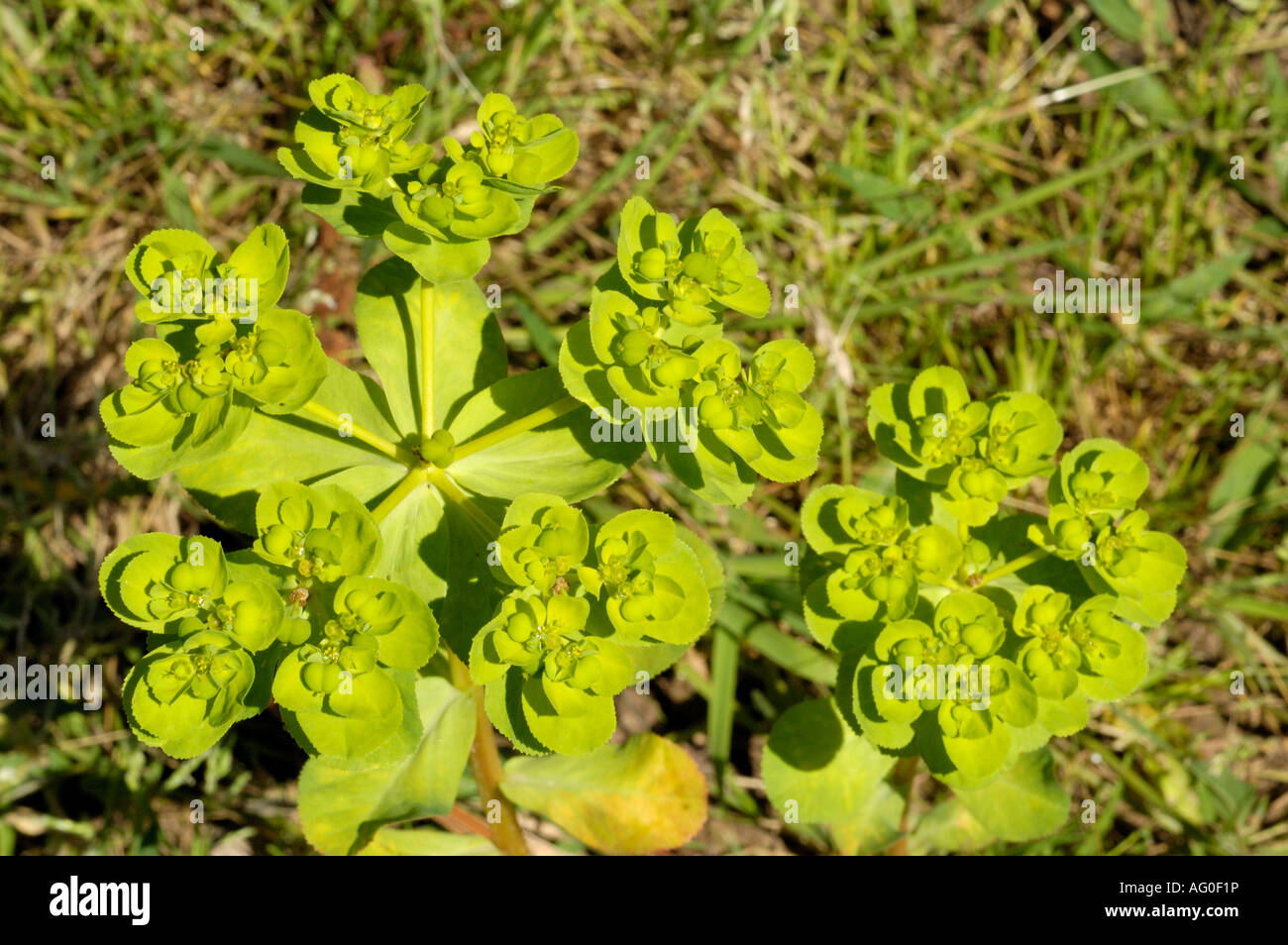 Sun Spurge, euphorbia helioscopia Stock Photo - Alamy