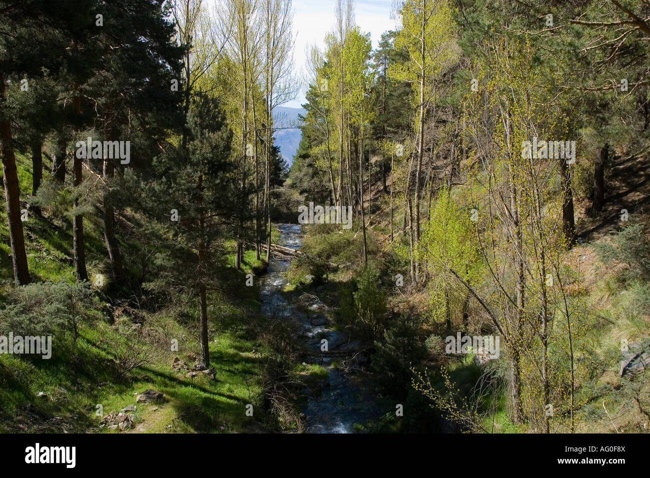 Puente palo hi-res stock photography and images - Alamy