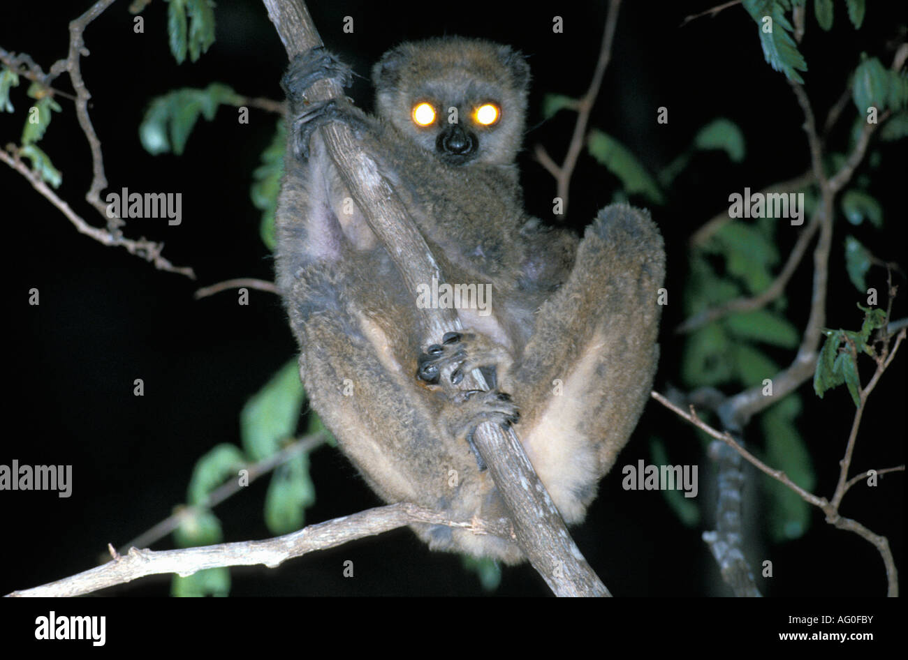 Eastern Wooly Lemurs Avahi laniger madagascar Stock Photo - Alamy