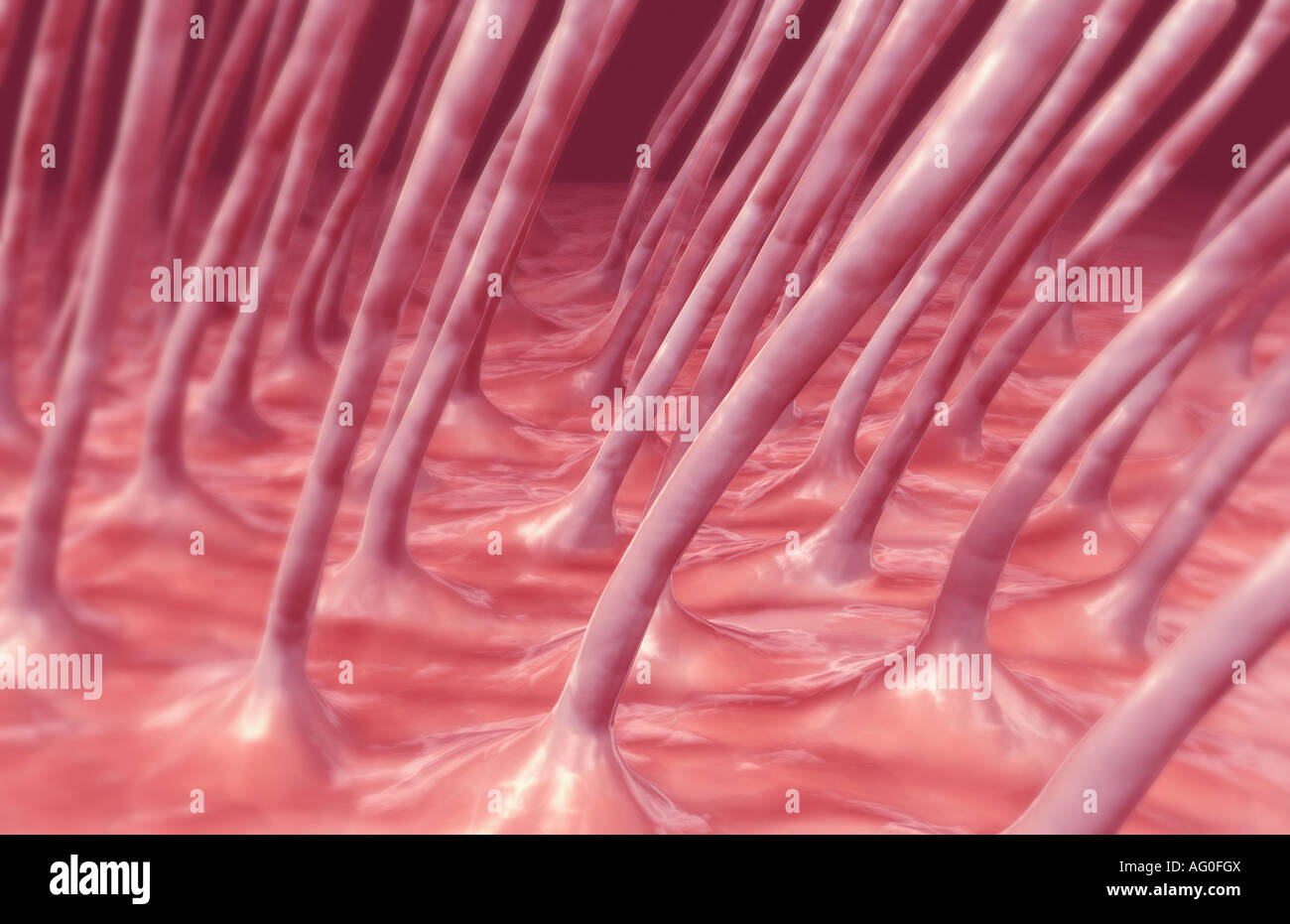 Respiratory cilia hi-res stock photography and images - Alamy