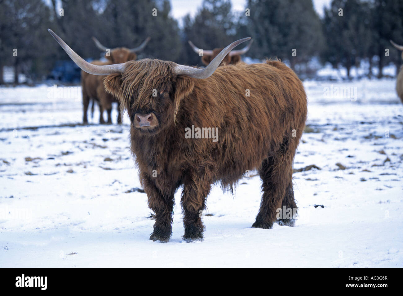 Heeland coo hi-res stock photography and images - Alamy