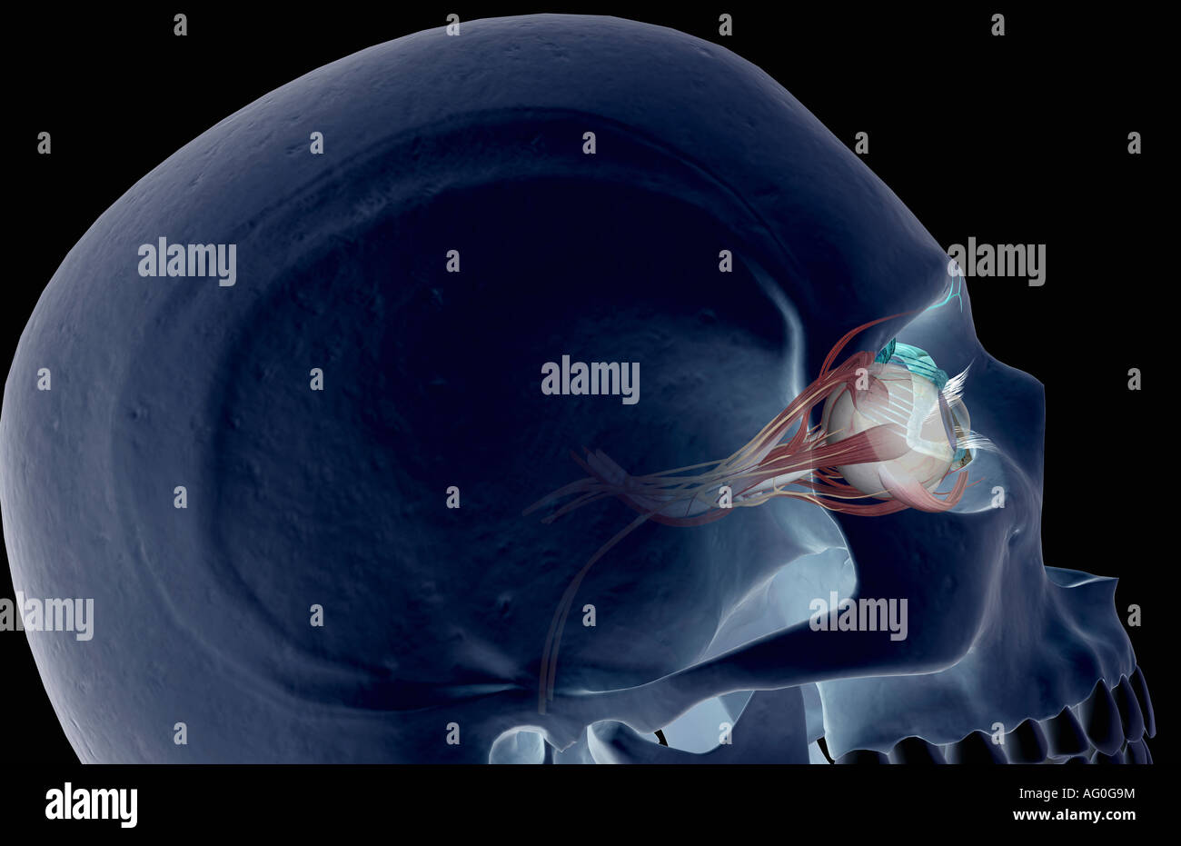 Lateral Rectus Muscle Stock Photos & Lateral Rectus Muscle Stock Images ...