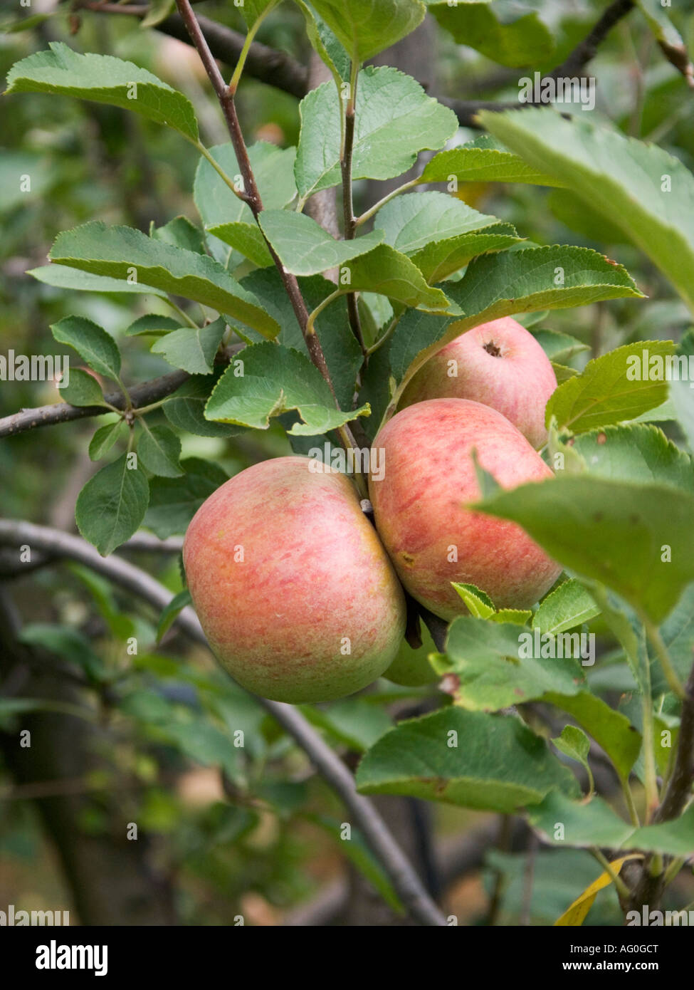 Apple production hi-res stock photography and images - Alamy