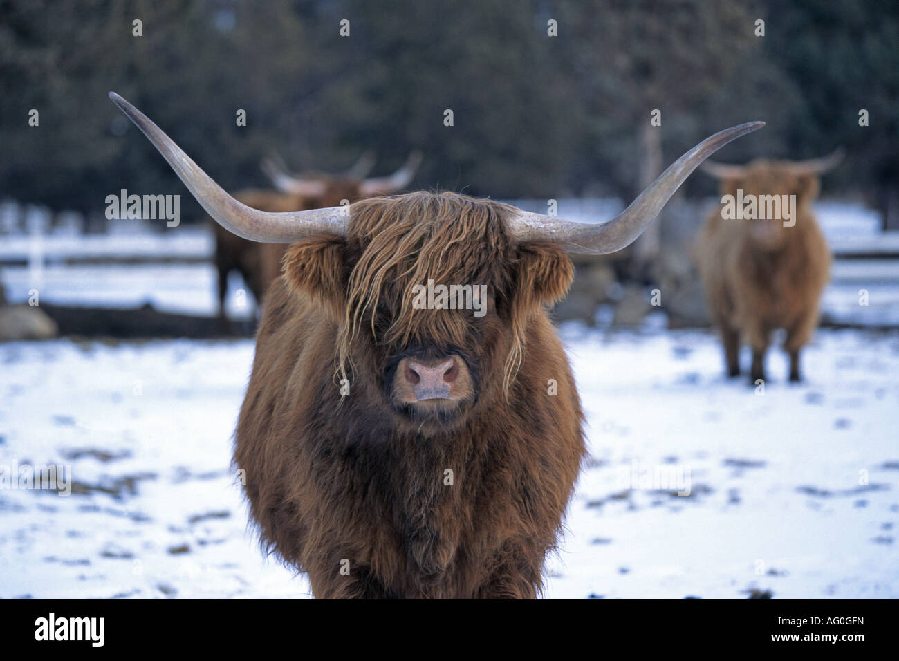 Highland cow hi-res stock photography and images - Alamy