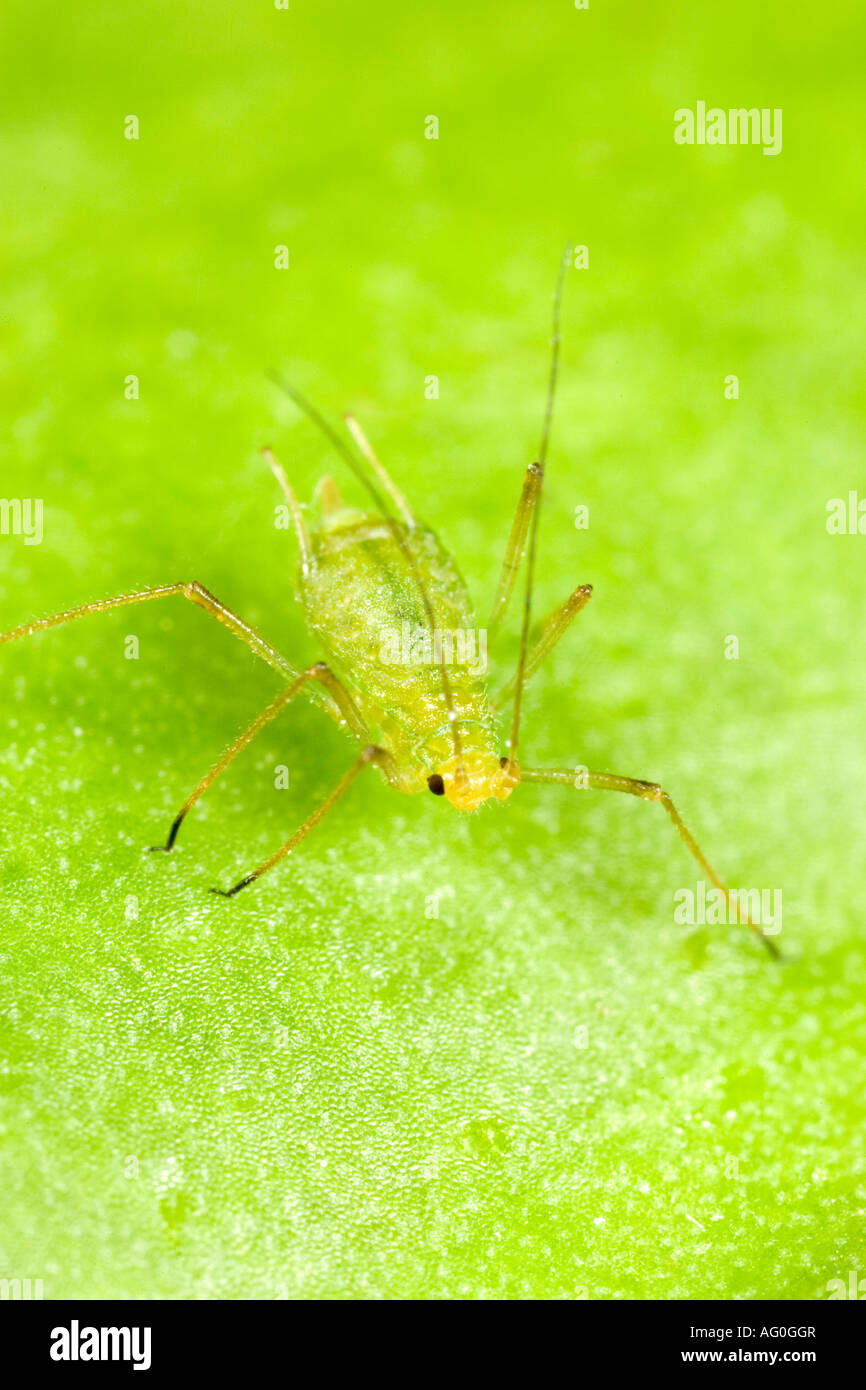 "Rose Aphid" Greenfly on Leaf "Macrosiphum rosae Stock Photo - Alamy