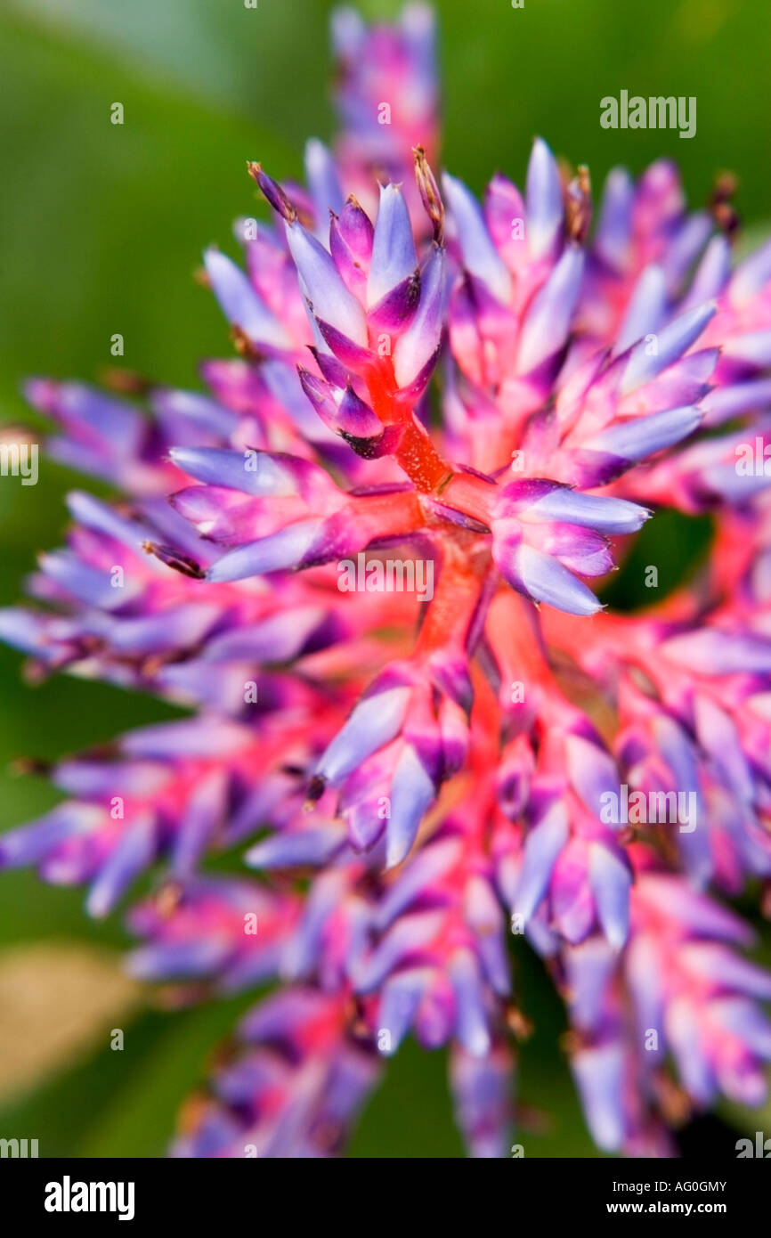 Brazilian Bromelia Blue Rain Stock Photo - Alamy