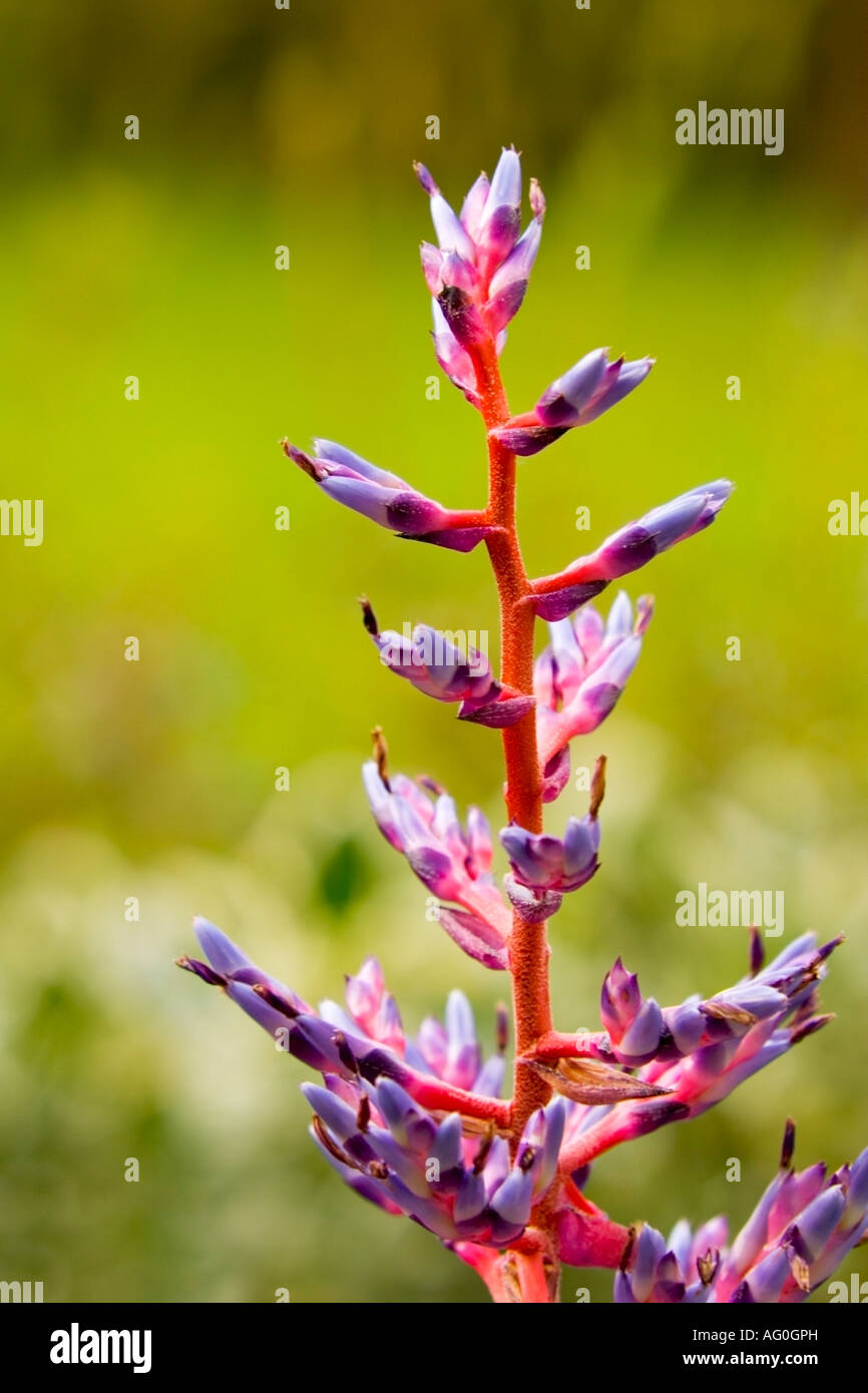Bromelia hi-res stock photography and images - Alamy