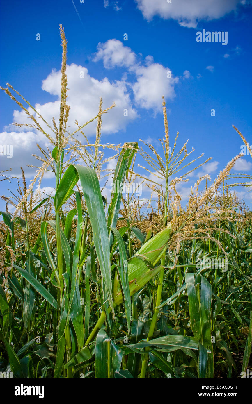 Maize corn field, Netherlands Stock Photo - Alamy
