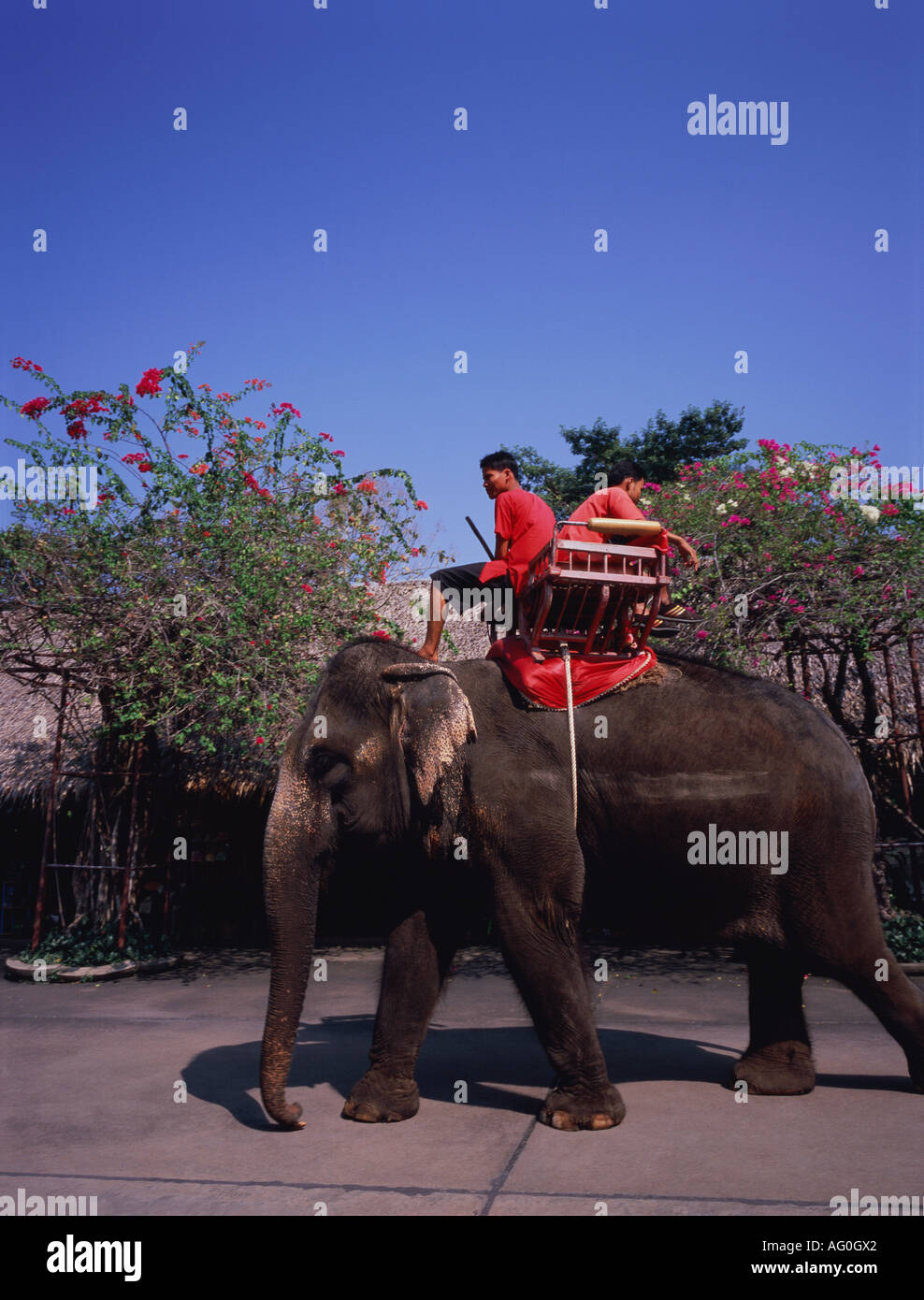 Elephant Drivers in Rose Garden Stock Photo - Alamy