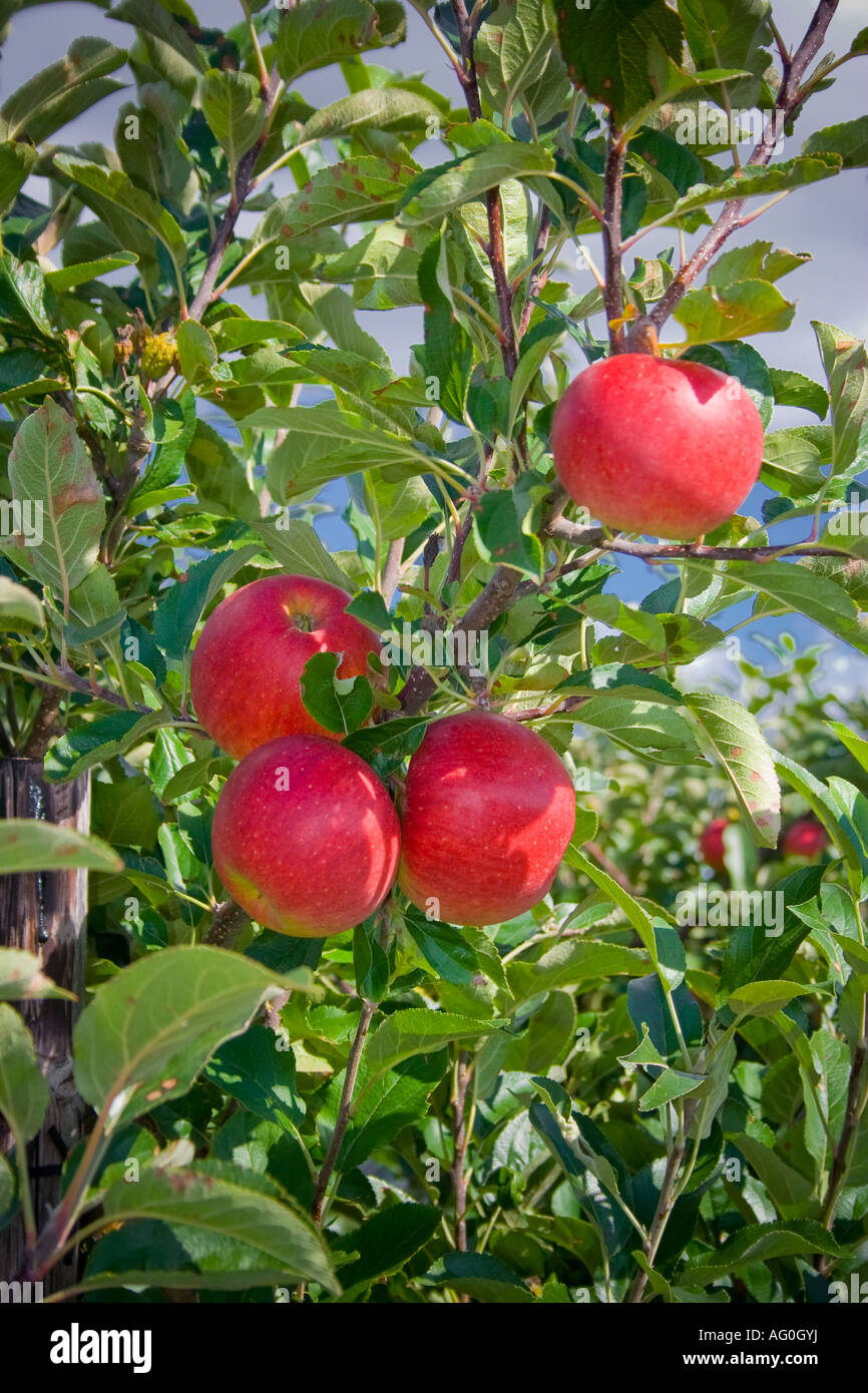 Red Cider Apples together on branch, Netherlands Stock Photo - Alamy