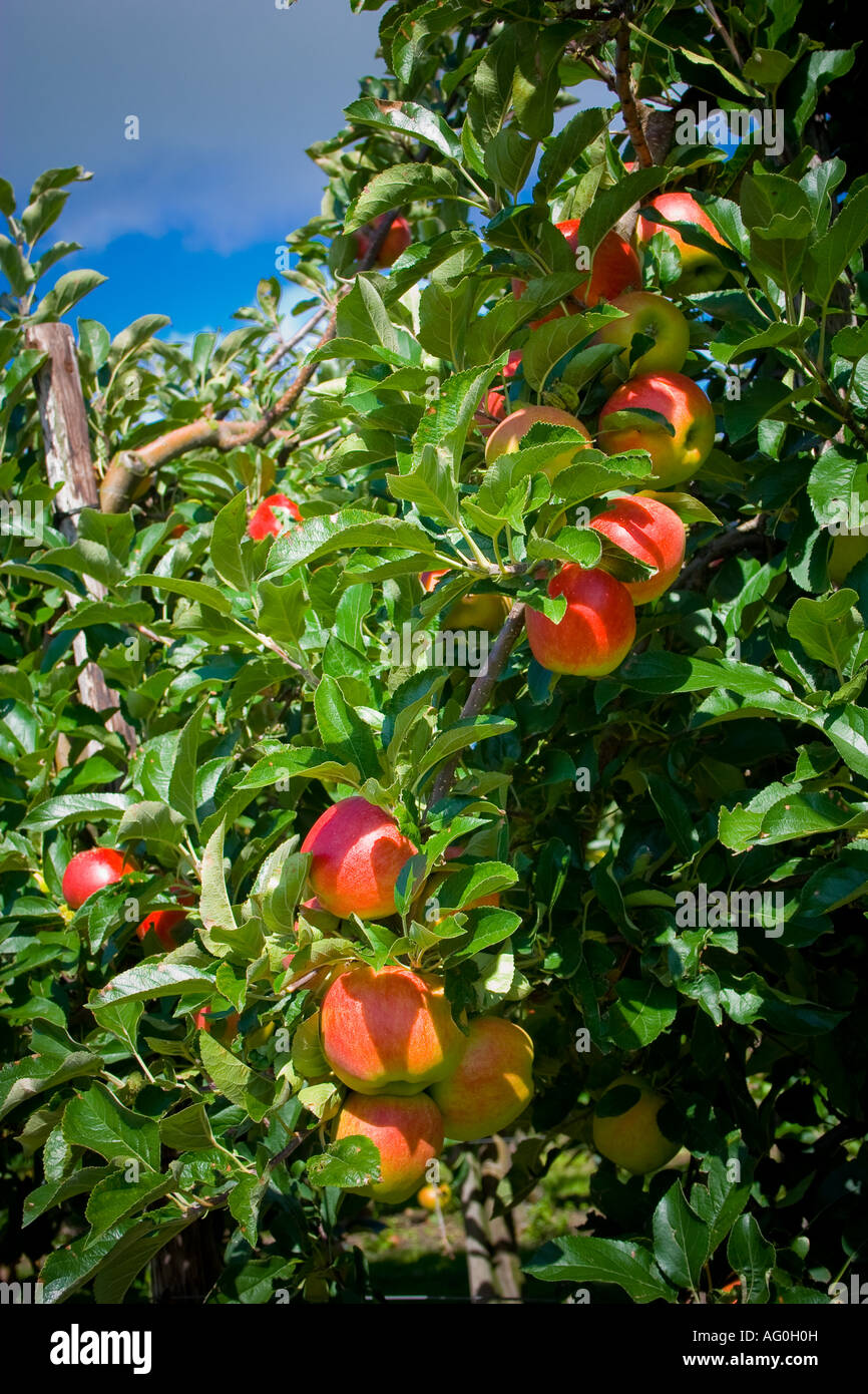 Red Cider Apples in Orchard before Harvesting Stock Photo - Alamy