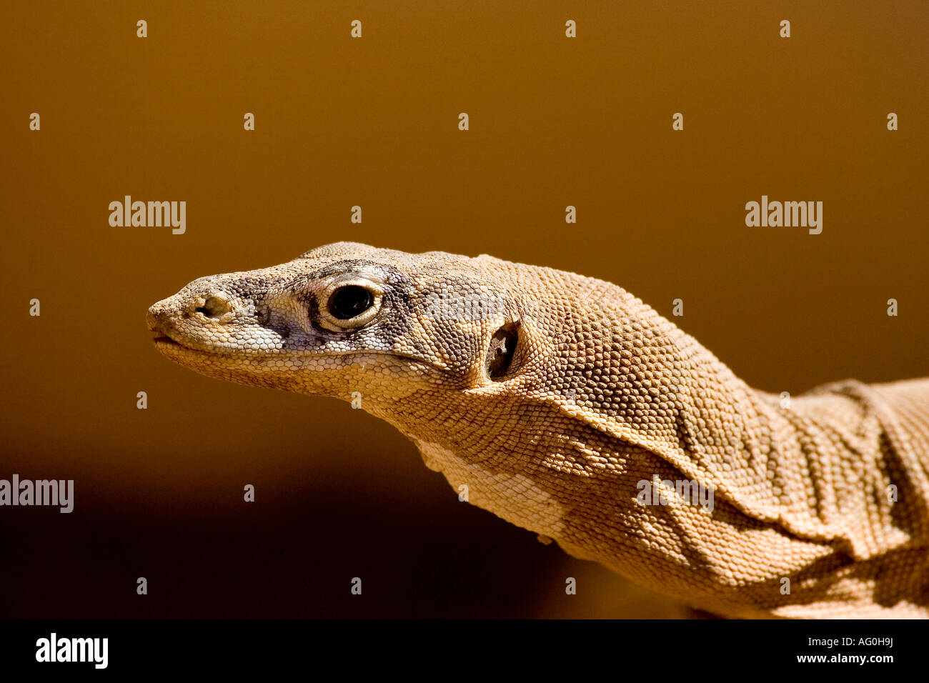 Goanna Varanus sp Outback Northern Territory Australia Stock Photo - Alamy