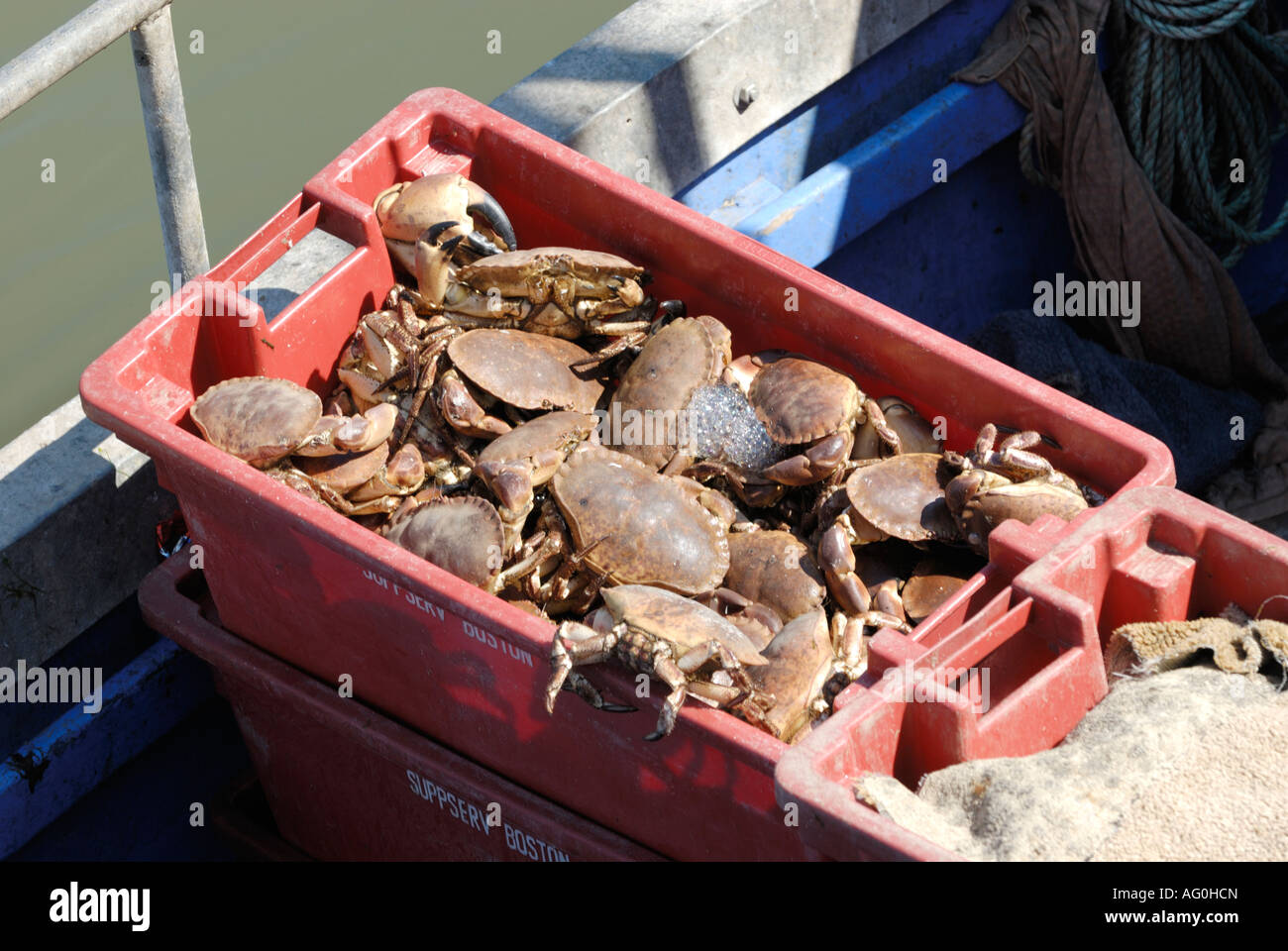 Crabs ready for landing, Dunbar, Firth of Forth, Scotland Stock Photo ...