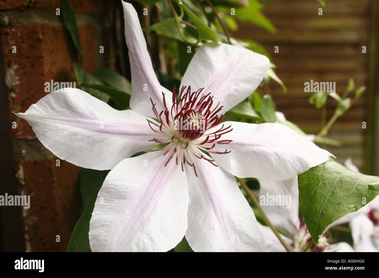 Clematis buds spring hi-res stock photography and images - Alamy