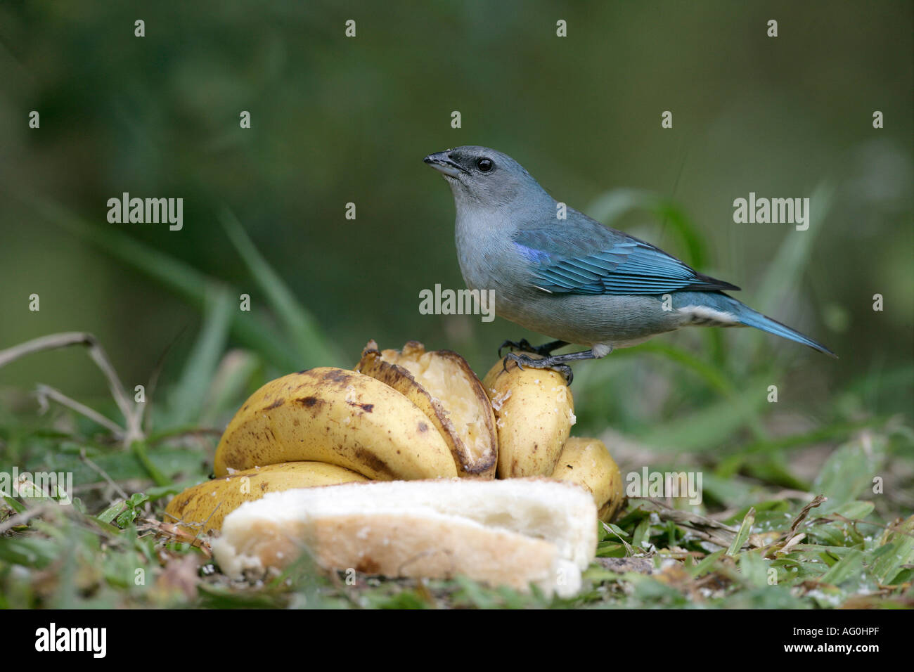Azure tanager hi-res stock photography and images - Alamy