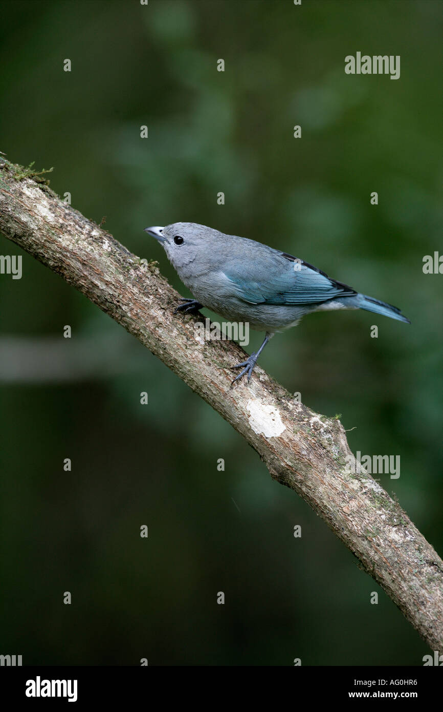 Azure tanager hi-res stock photography and images - Alamy