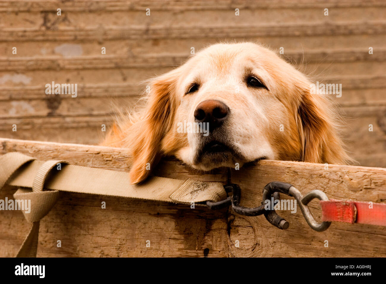 Dog resting head on back of truck Stock Photo - Alamy