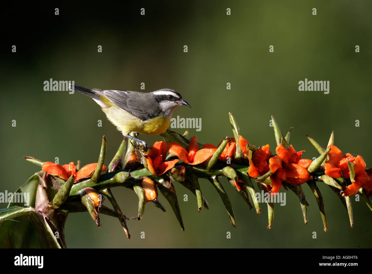 BANANAQUIT Coereba flaveola Brazil Stock Photo - Alamy